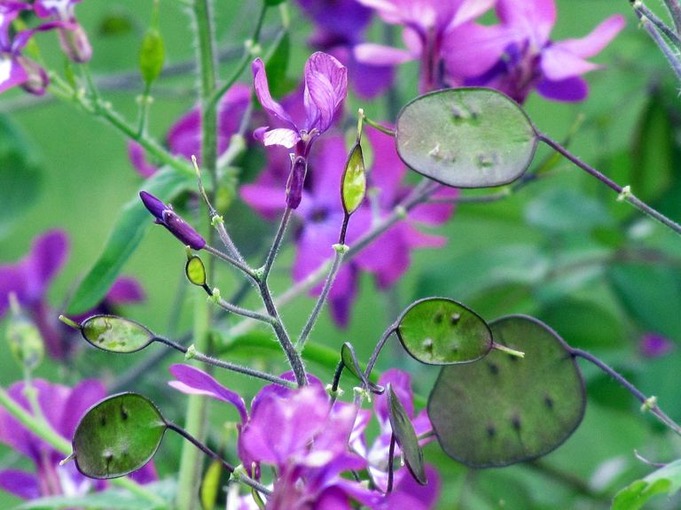 Plants With Interesting Seed Pods – How To Use Attractive Seed Pods In ...