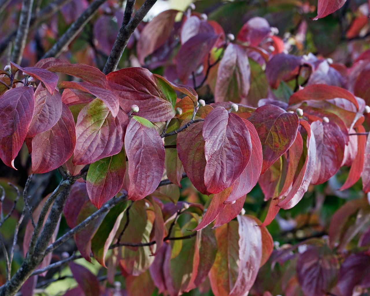 Best trees for fall color: create unbeatable autumn interest | Gardeningetc