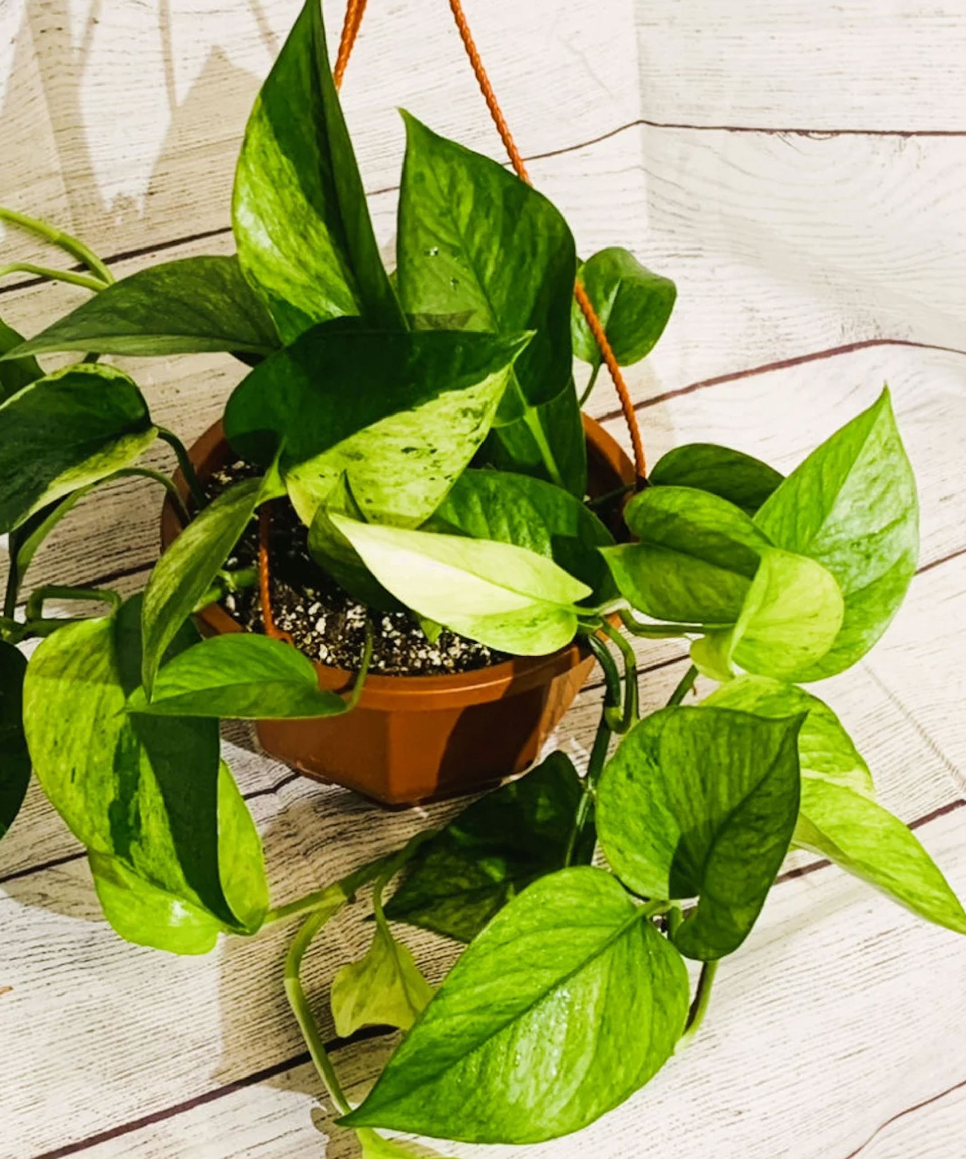 Pothos Varieties — 7 Types That Will Style Up Your Home | Livingetc