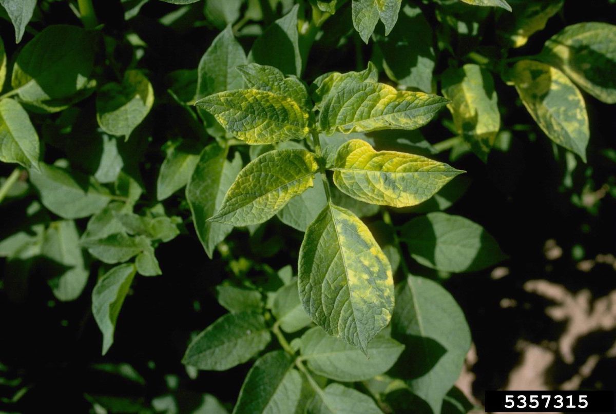 Potato Mosaic Virus - Treating Symptoms Of Mosaic Virus In Potatoes ...
