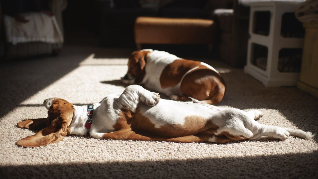 32 sleepiest dog breeds | PetsRadar