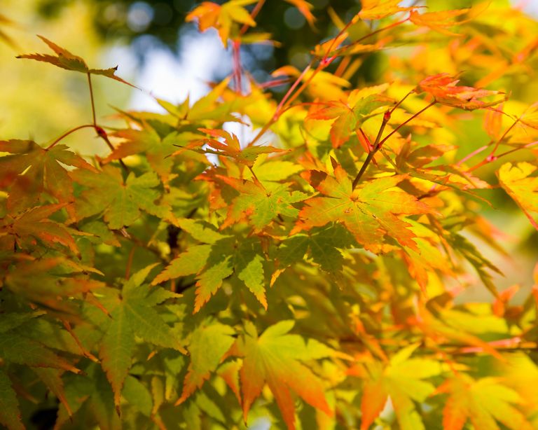 Best trees for shade: 9 top growers for shady spots | Gardeningetc