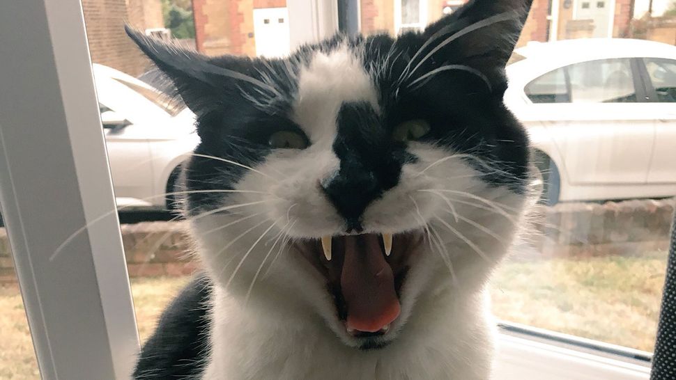 The most rock'n'roll cats according to Twitter | Louder