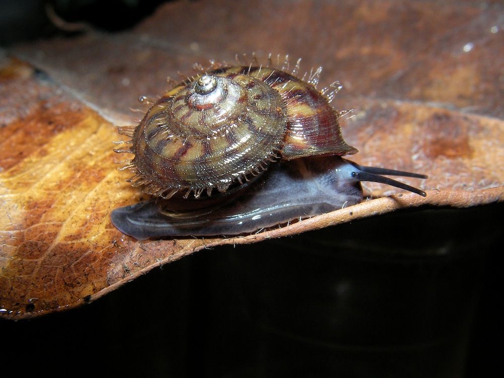 Photos: Gorgeous Neon Malaysian Snails: Page 2 | Live Science