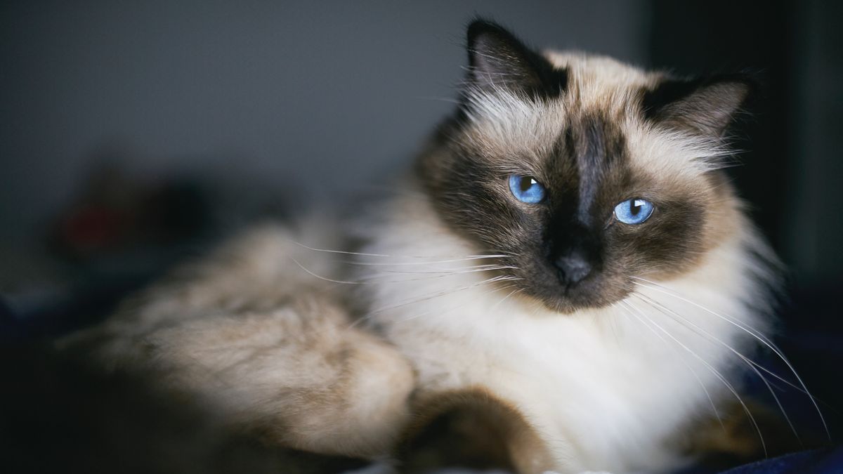 32 quietest cat breeds | PetsRadar
