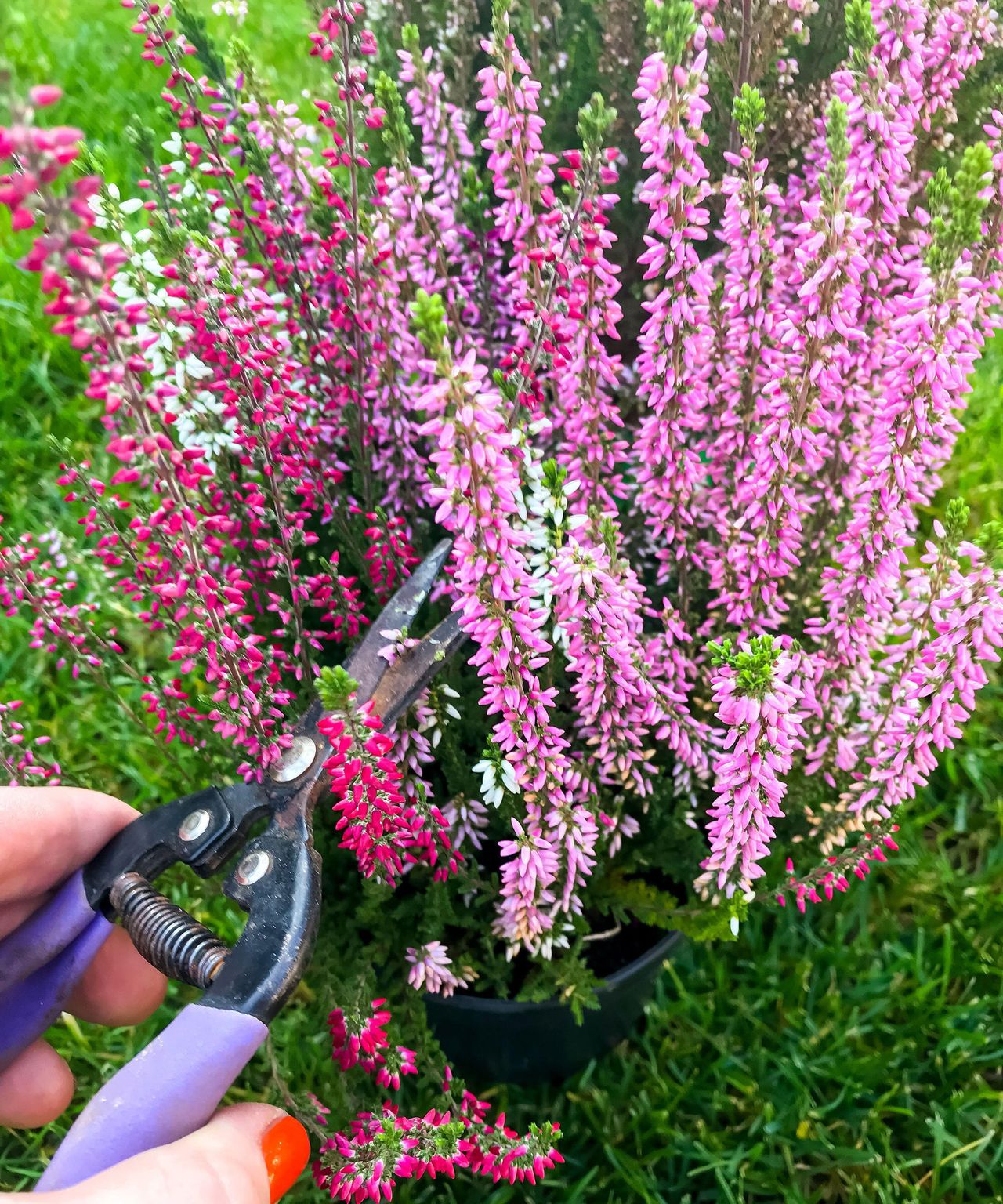 Monthly gardening calendar: jobs to do through the year | Gardeningetc