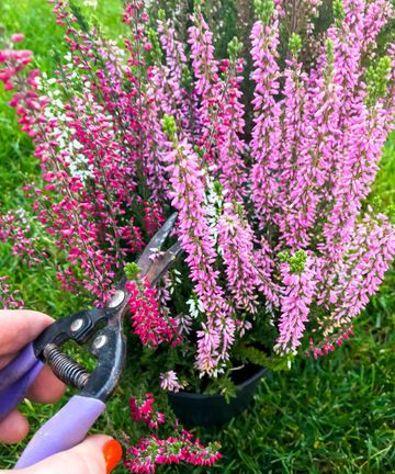 Monthly gardening calendar: jobs to do through the year | Gardeningetc