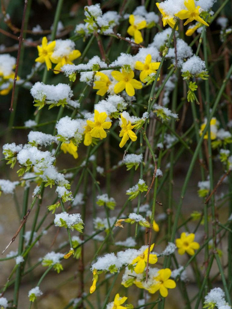 Jasmine Winter Care - How To Keep Jasmine Over Winter | Gardening Know How