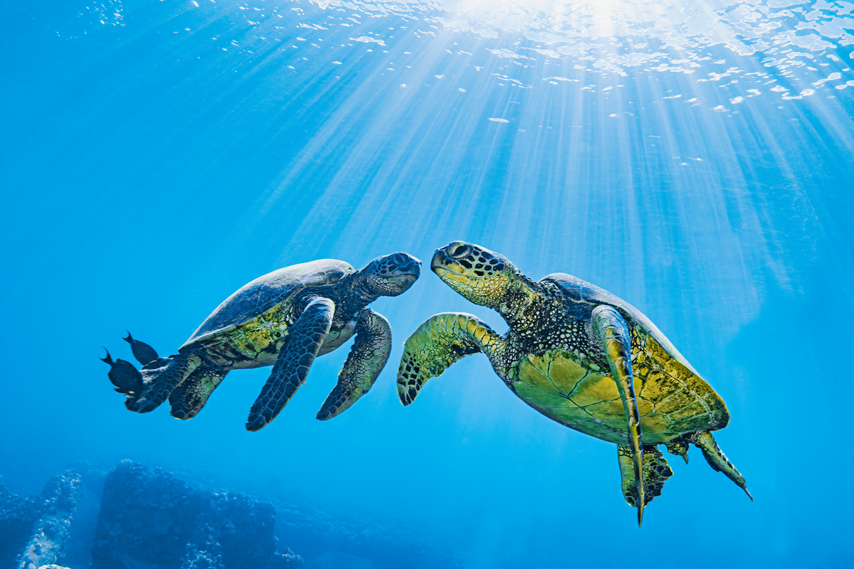 Can a turtle tuck its head all the way inside its shell? | Live Science