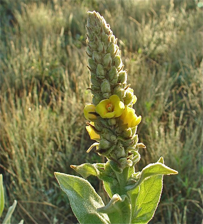 Common Mullein: Stunning Photos of the 'Flannel Leaf' Plant | Live Science