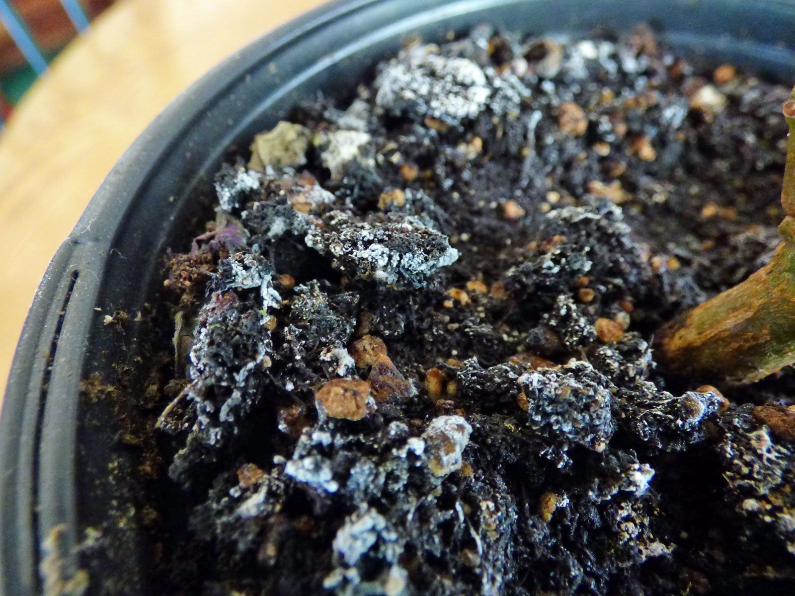 Fungus Treatment During Germination - How To Control Fungal Growth In ...