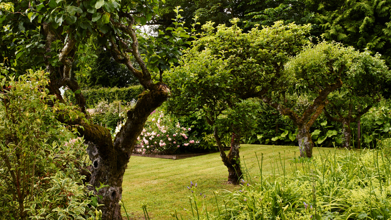 The June drop: an expert guide to this fruit tree issue | Ideal Home