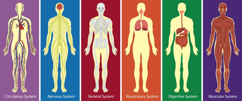 What are the systems of the body? Fast facts about the human body and ...