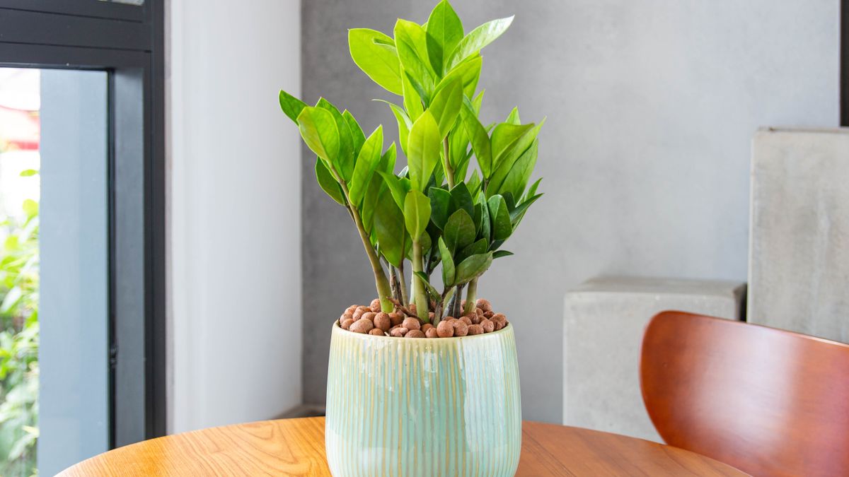 7 best low maintenance plants for easy care | Tom's Guide