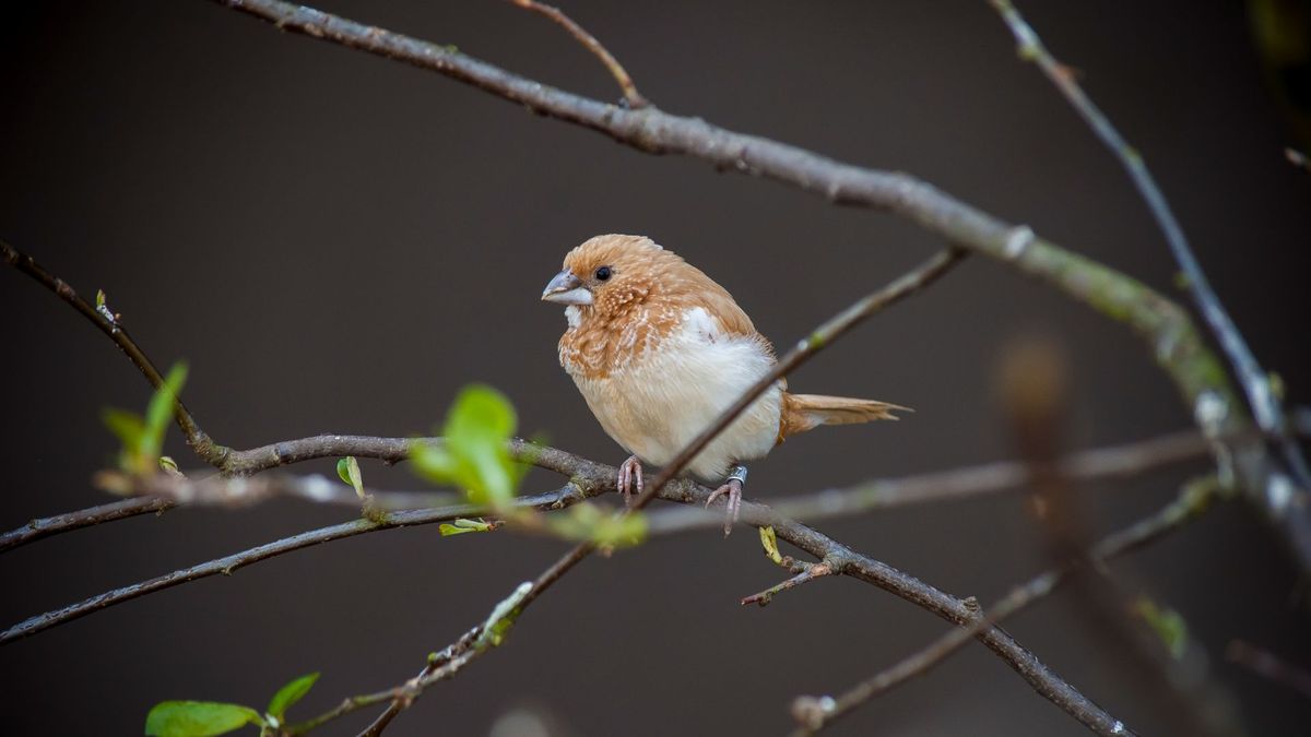 Quietest pet birds: 13 birds that are easy on the ears | PetsRadar