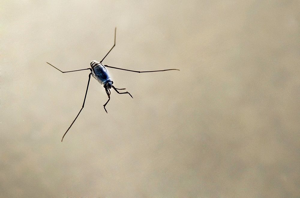 Ocean Garbage Patch Breeds Bugs | Live Science