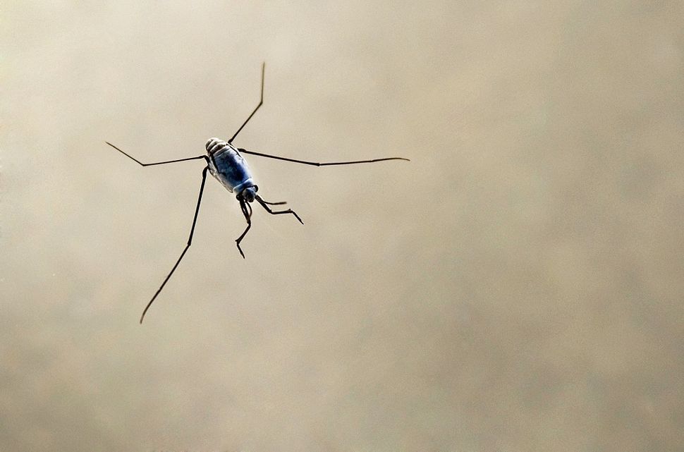 Ocean Garbage Patch Breeds Bugs | Live Science