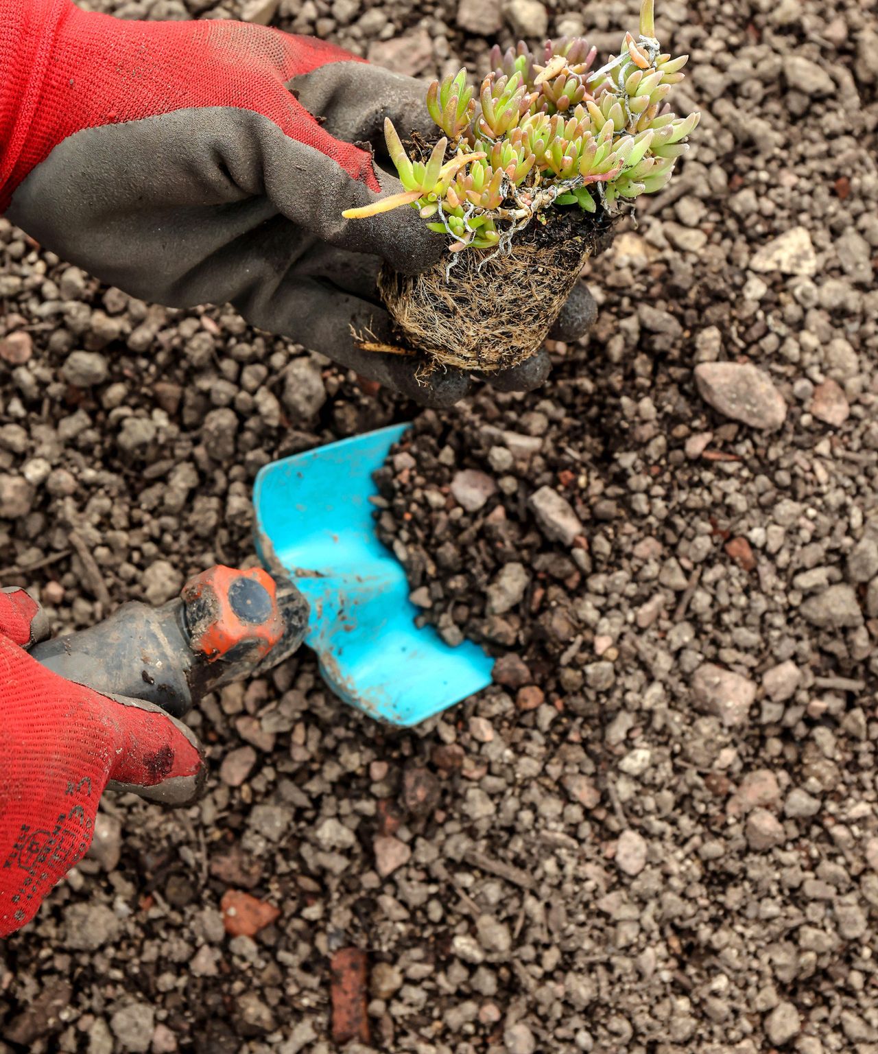 Sedum care and growing guide: how to grow stonecrops | Gardeningetc