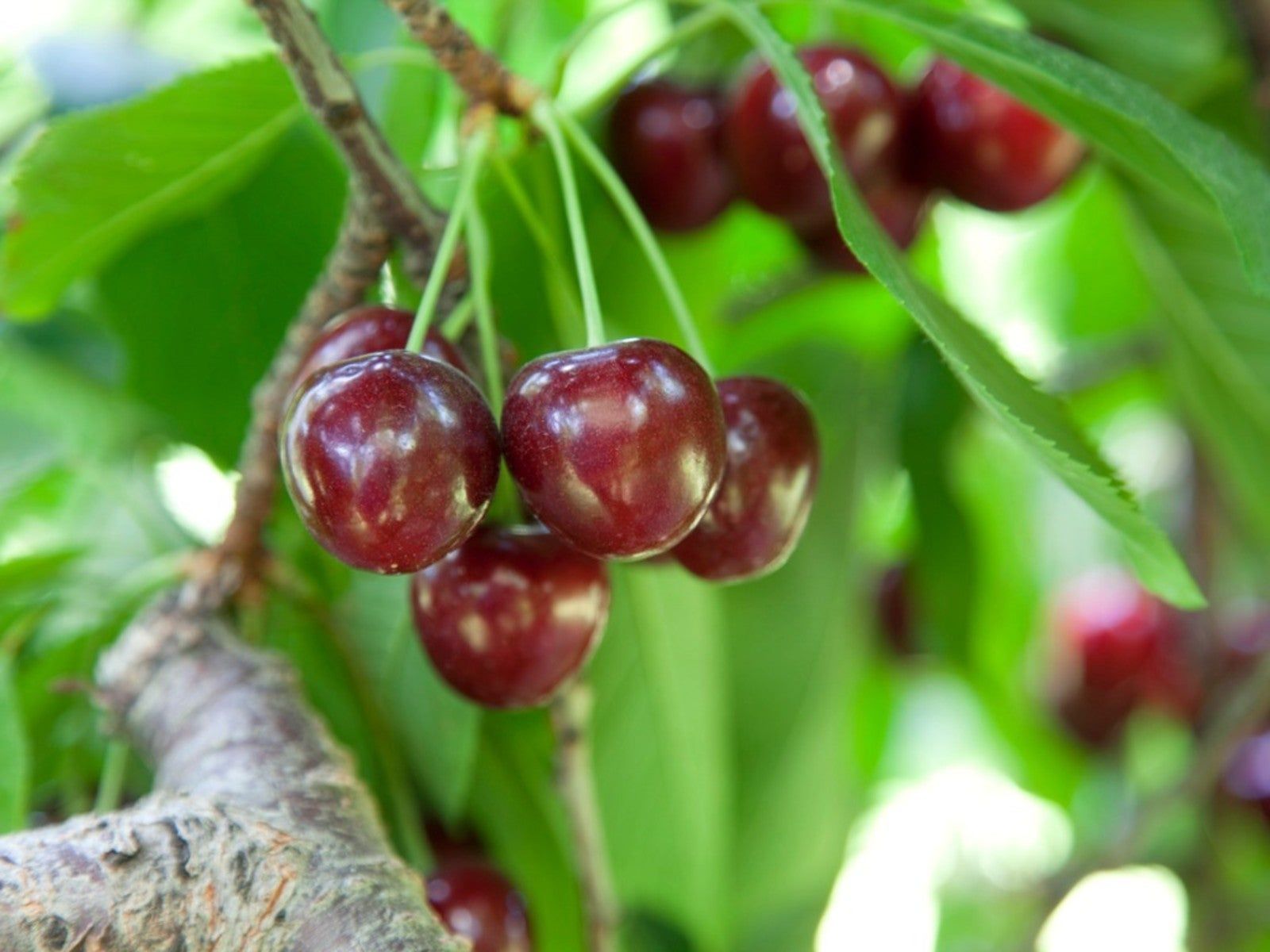 Bing Cherry Care: Learn About Growing Bing Cherries In The Landscape ...