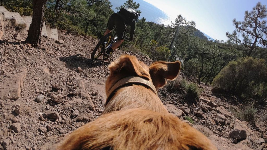 How to mount a GoPro on a dog | PetsRadar