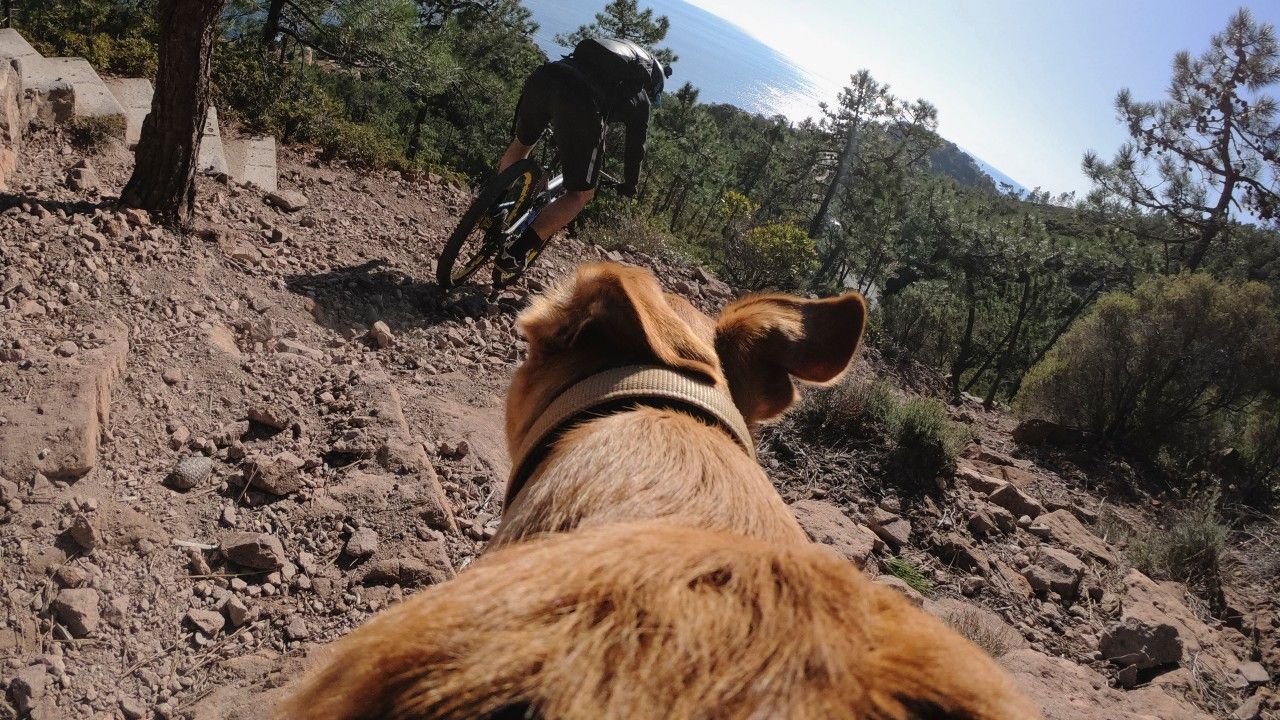 How to mount a GoPro on a dog | PetsRadar