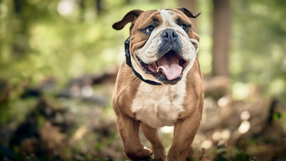 English Bulldog vs boxer: Which breed is right for you? | PetsRadar