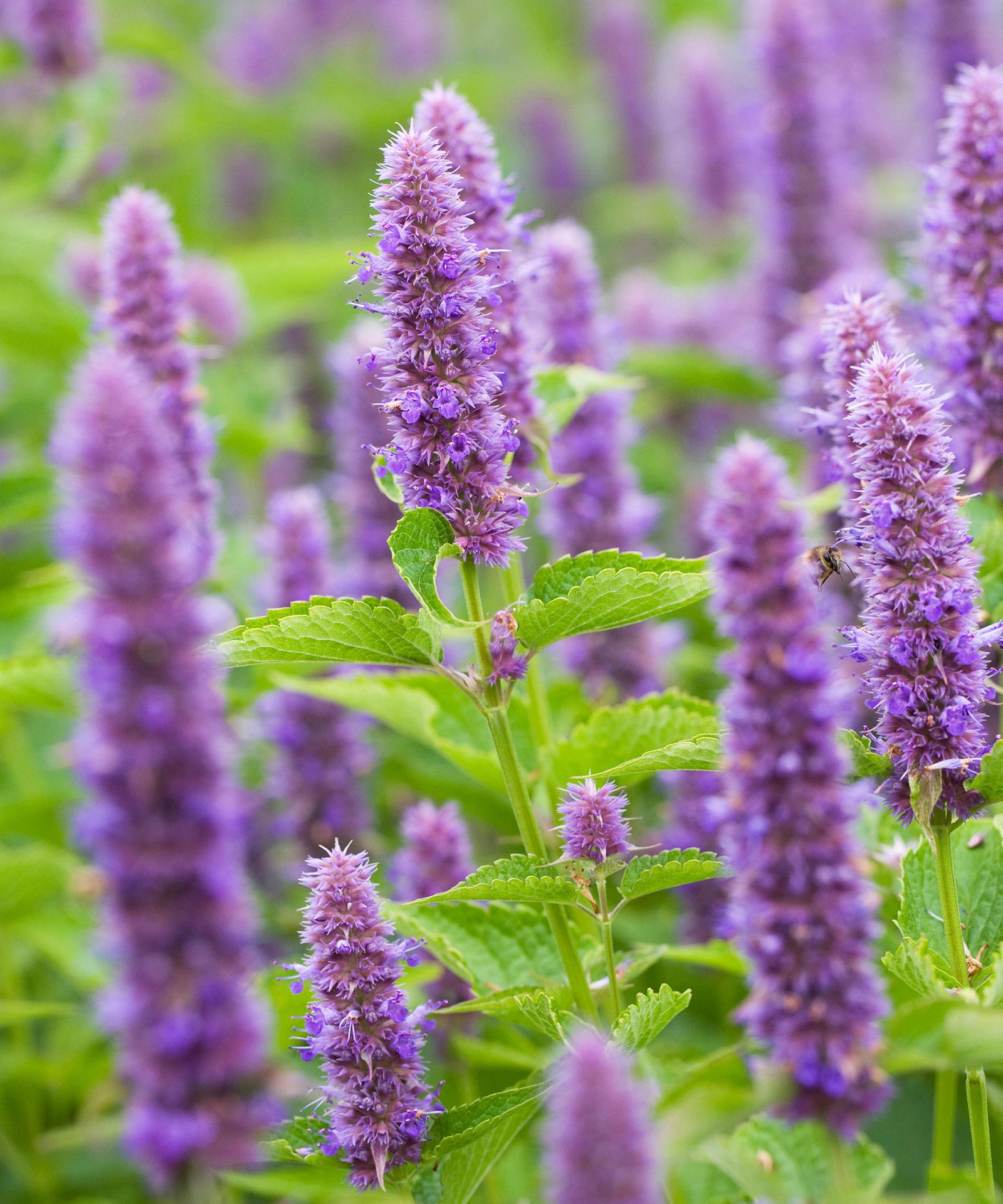 8 Flowering Perennials For Pots – To Bring Joy Every Year | Gardening ...