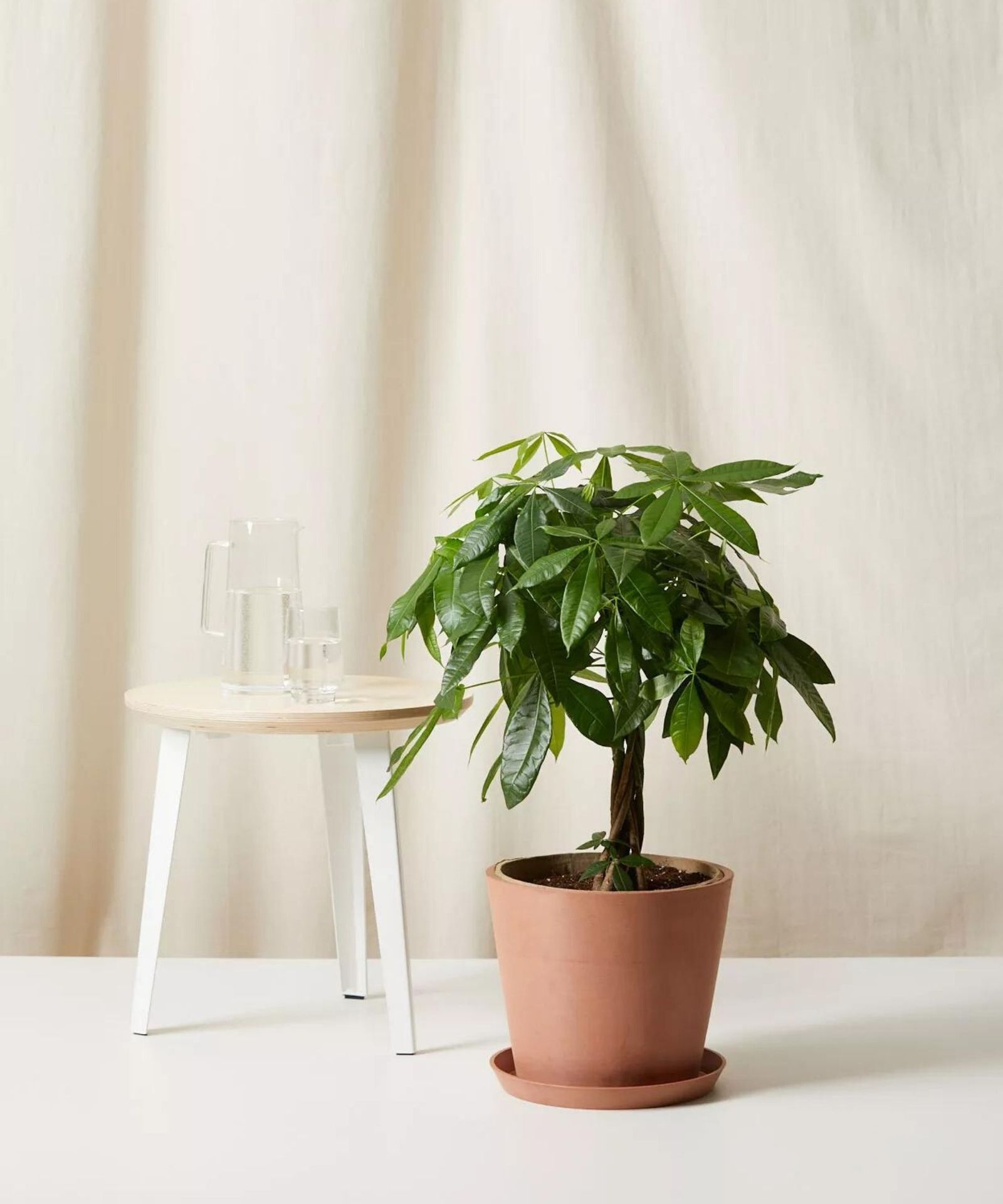 How often should I water my money tree? | Homes and Gardens