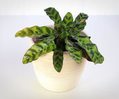 9 Hard-To-Find Houseplants For The Coolest Plant Collection | Gardening ...