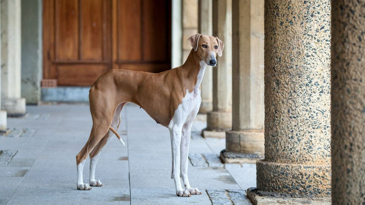 6 African dog breeds and their backgrounds | PetsRadar