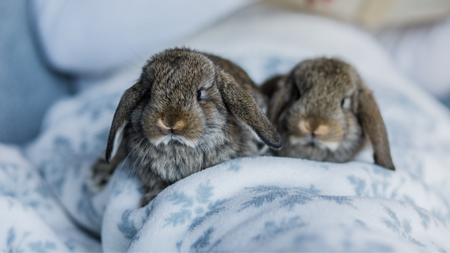 Do rabbits bite? Understanding why your bunny bites | PetsRadar