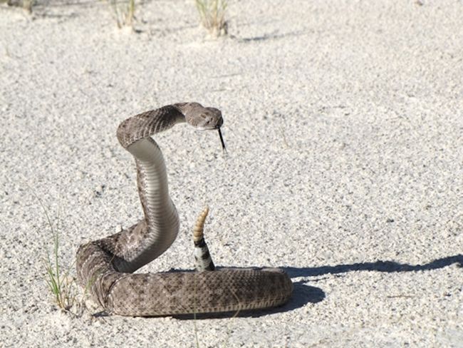 Photos: How to Identify a Western Diamondback Rattlesnake | Live Science