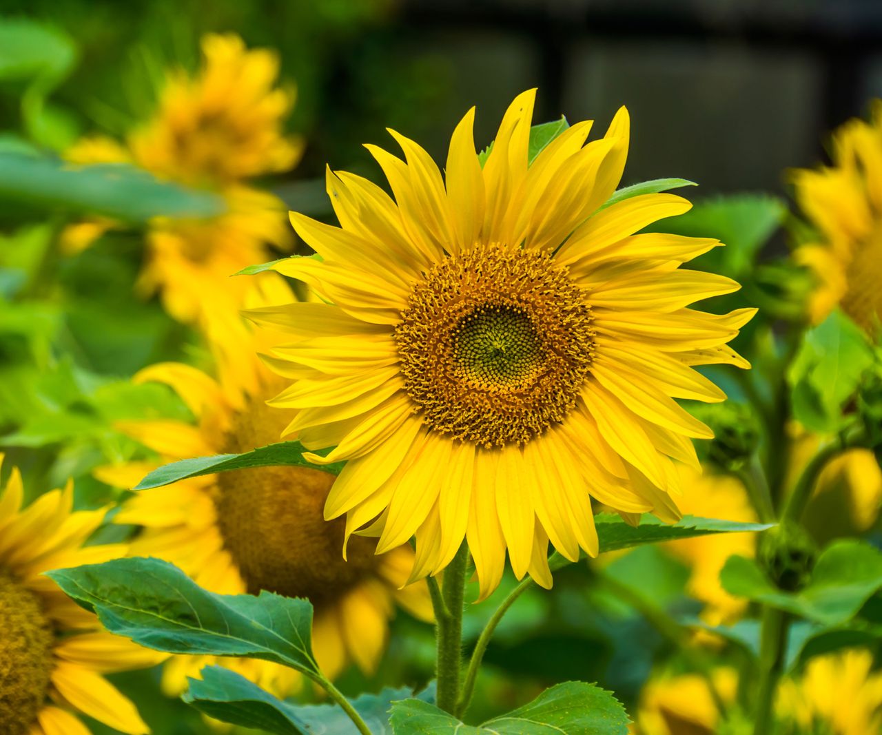 How To Plant Sunflower Seeds For Blooms That Last All Summer ...