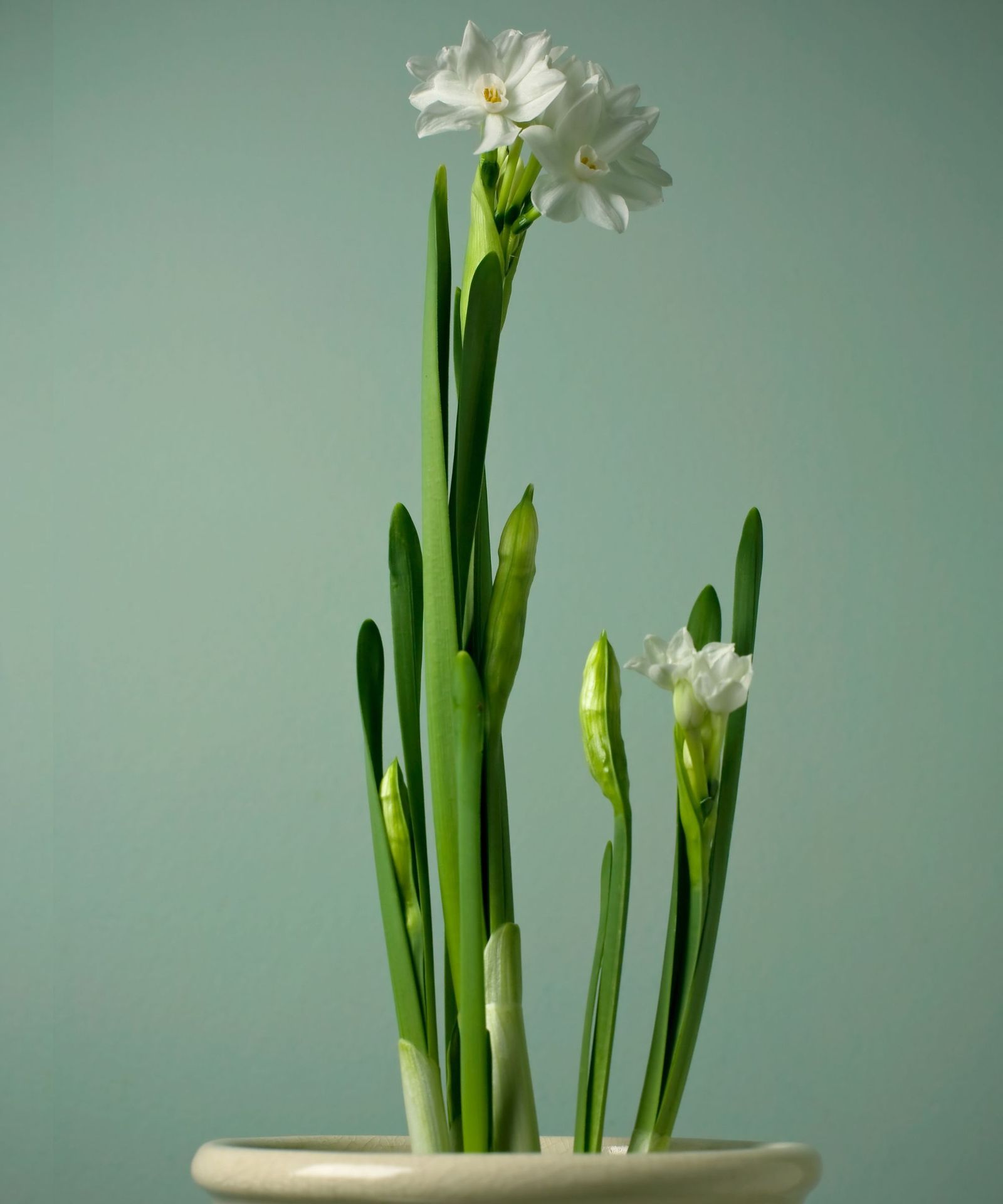 When to plant paperwhites: for fragrant blooms by Christmas | Homes and ...