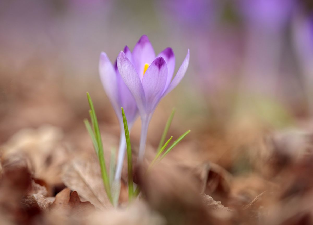 10 tips for amazing close-up photos of flowers with a Canon EOS camera ...