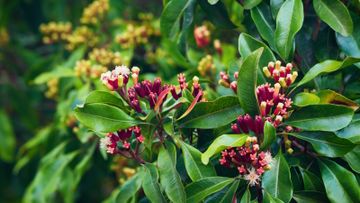 How to grow rowan trees: expert advice for this sacred tree | Homes and ...