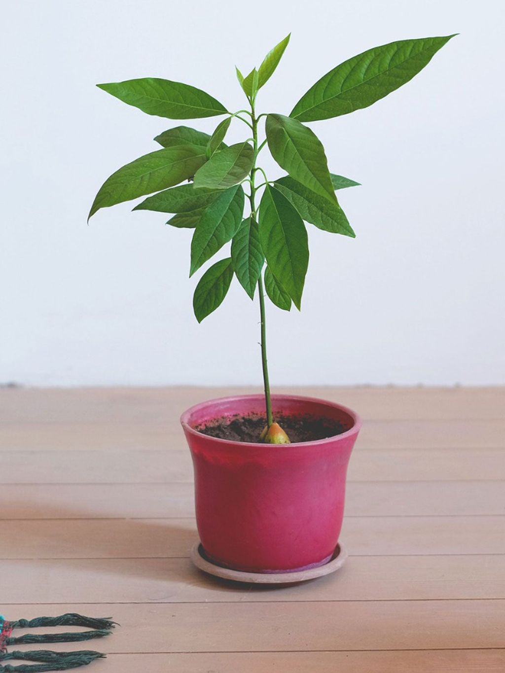 Avocado Repotting Guide – When And How To Repot An Avocado | Gardening ...