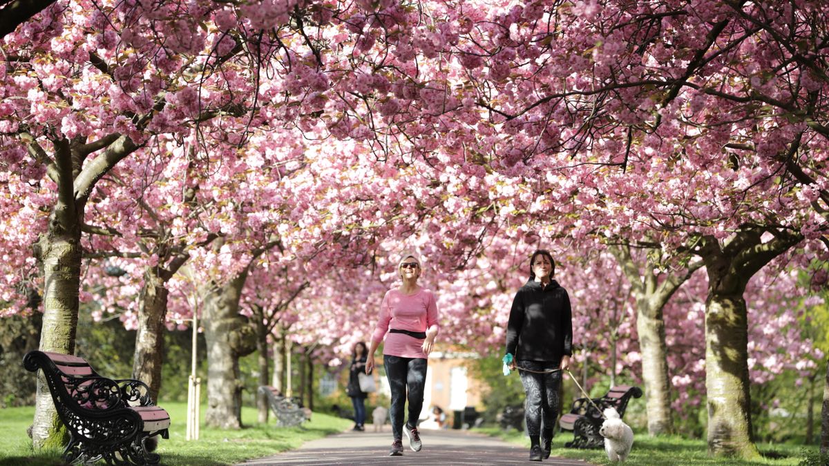 What is #BlossomWatch? | The Week