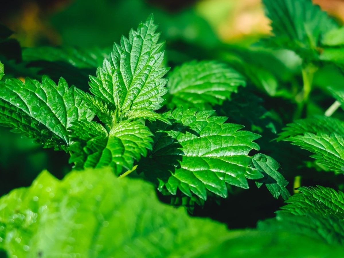 Catnip Seed Planting And Division: Learn How To Propagate Catnip Plants ...