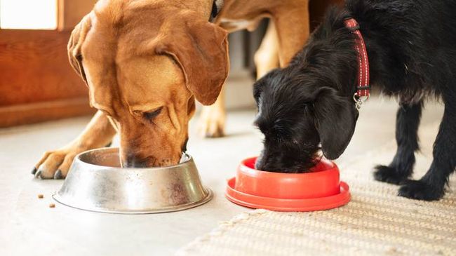 What's the best diet for a diabetic dog? A vet's guide | PetsRadar