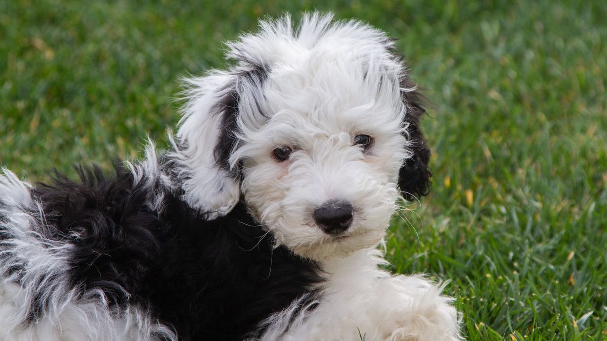10 adorable teddy bear dog breeds | PetsRadar