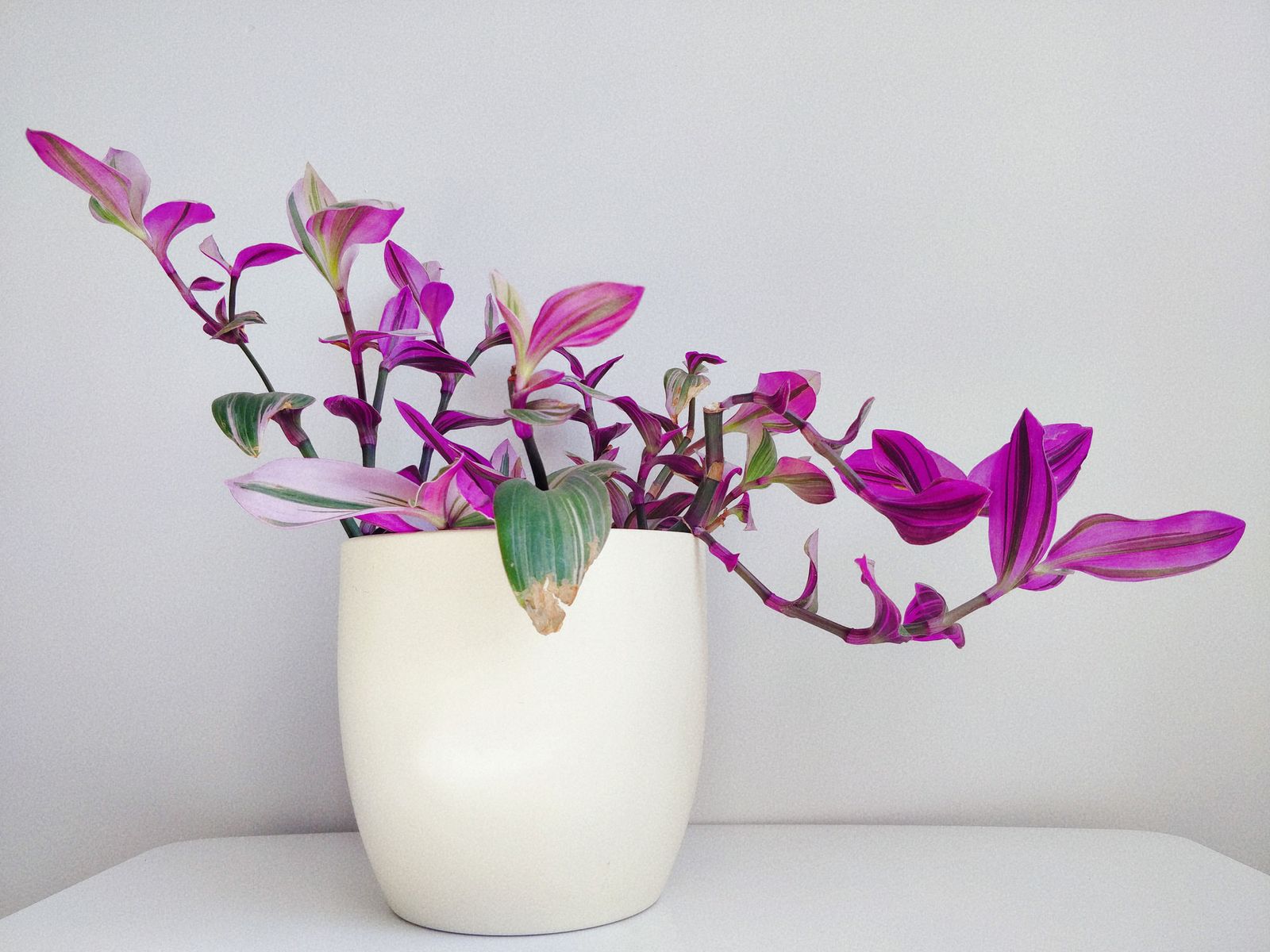 The 8 easiest and fastest plants to grow indoors | Livingetc