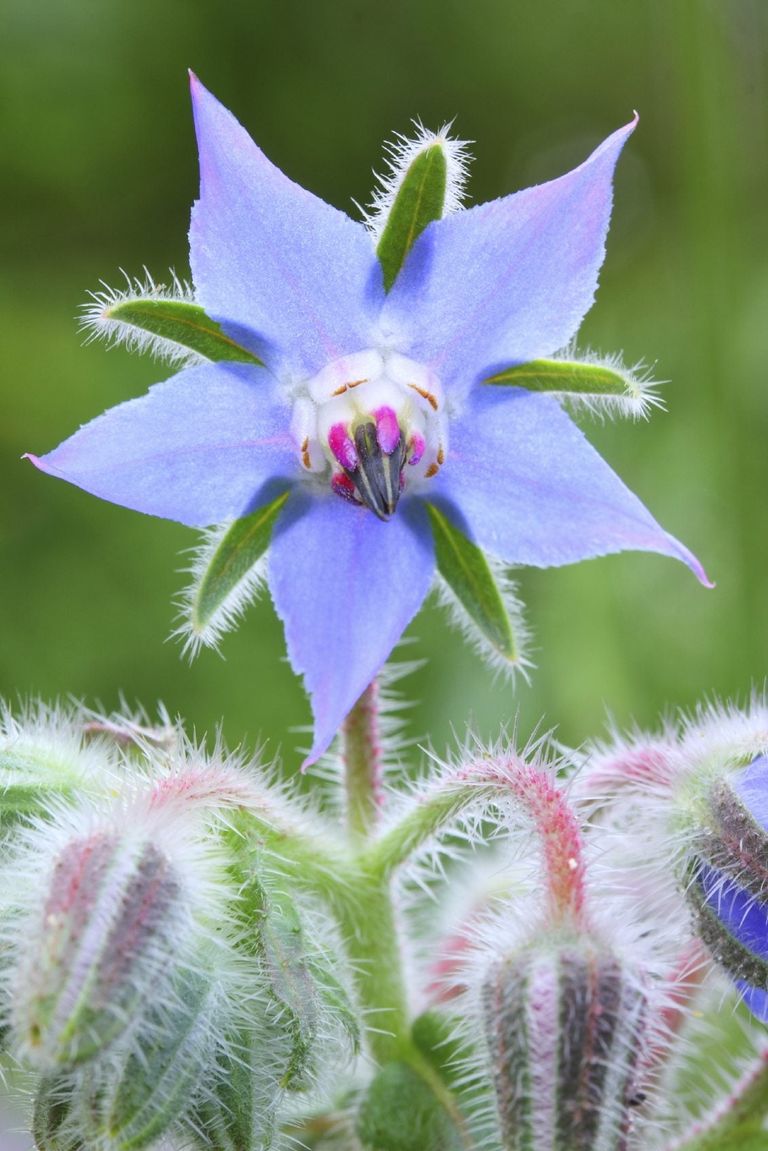 Varieties Of Borage: Learn About Different Types Of Borage | Gardening ...