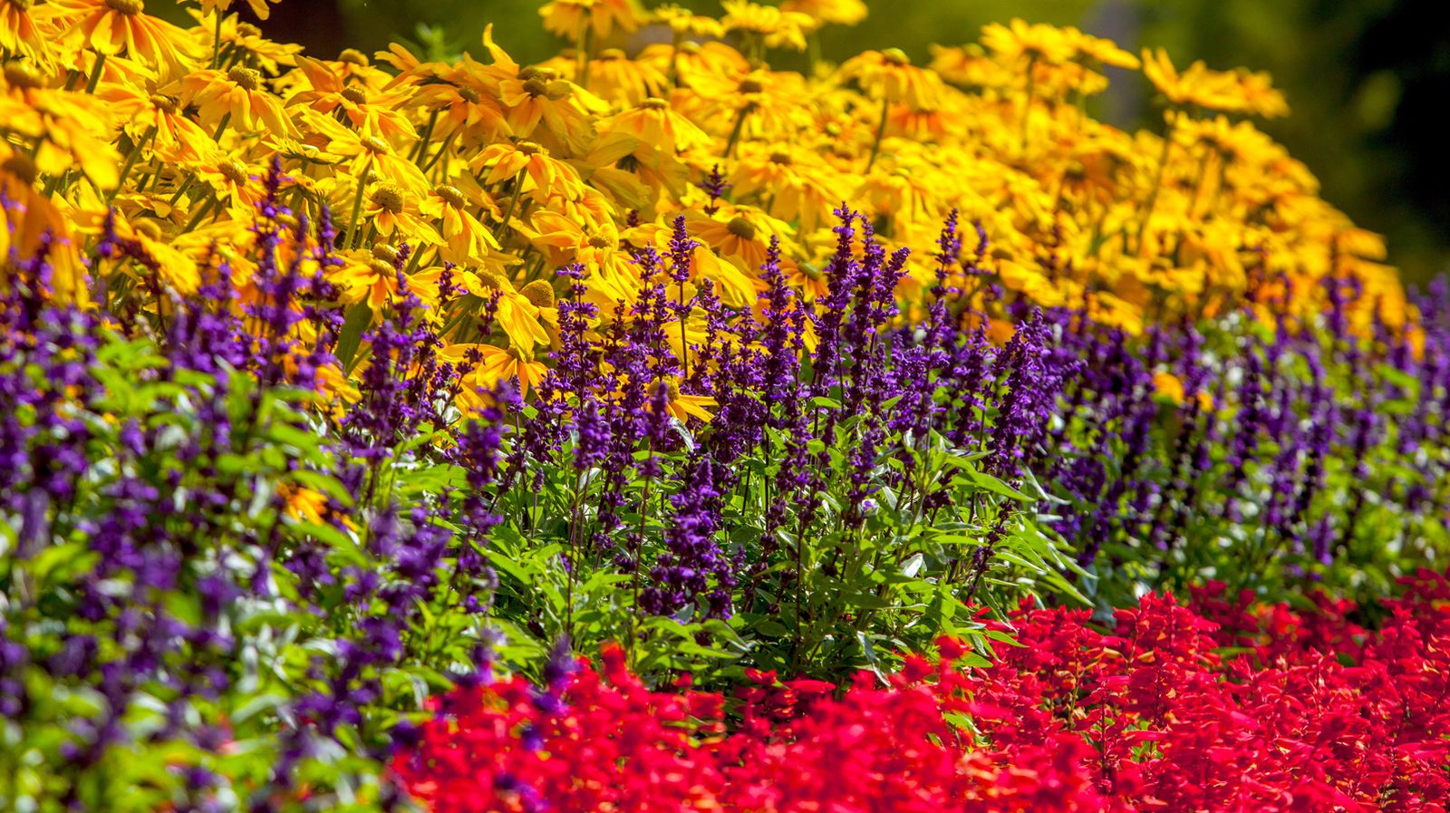 Low-maintenance drought-tolerant plants: 10 expert selections | Homes ...