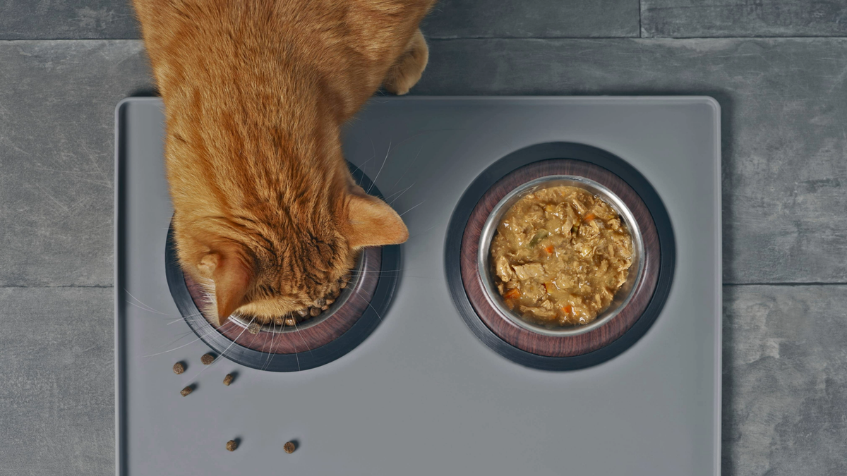 The 6 best dry cat foods, approved by vets and owners | PetsRadar