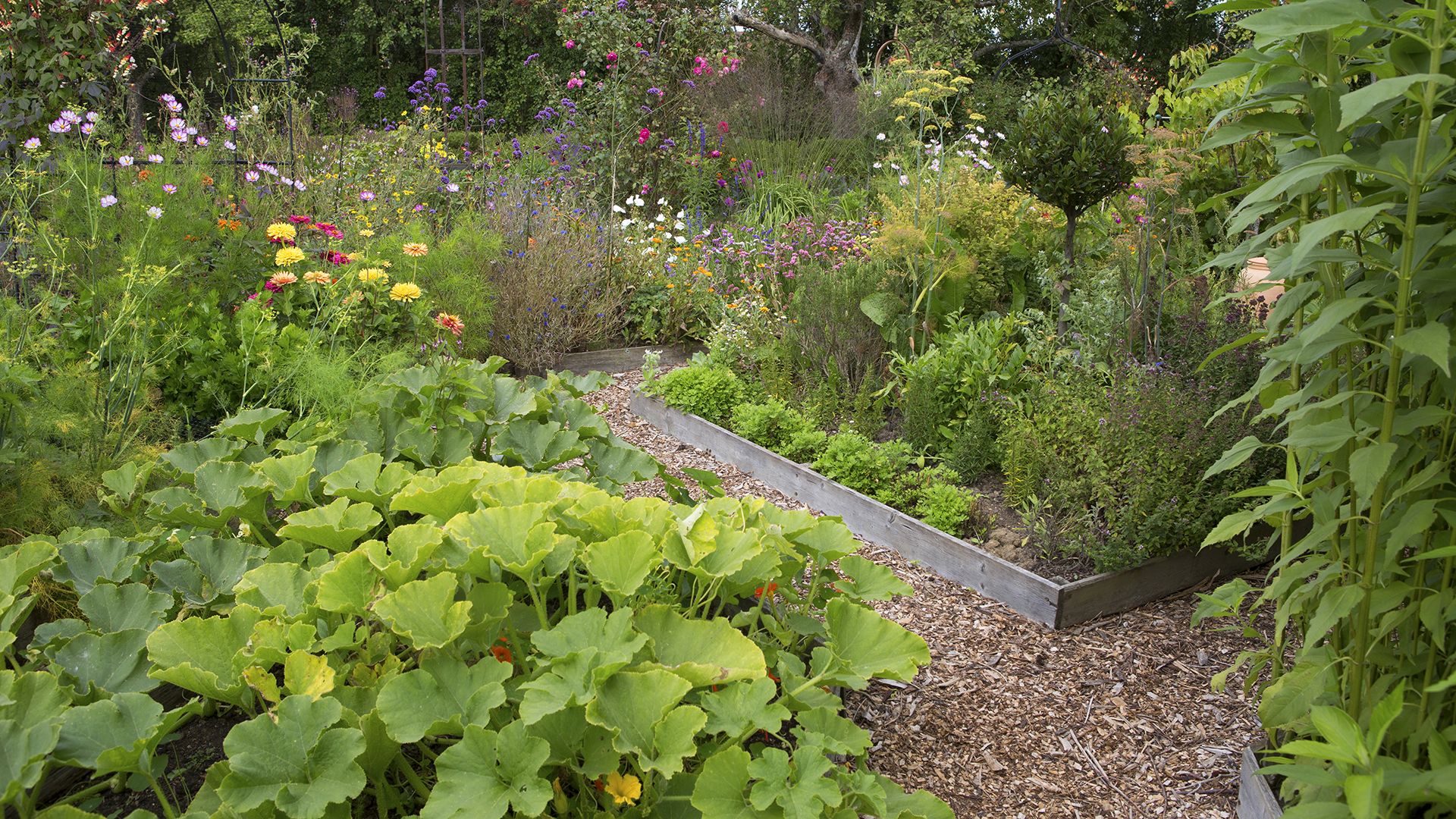 Zucchini companion plants: the best plants to grow with them | Homes ...