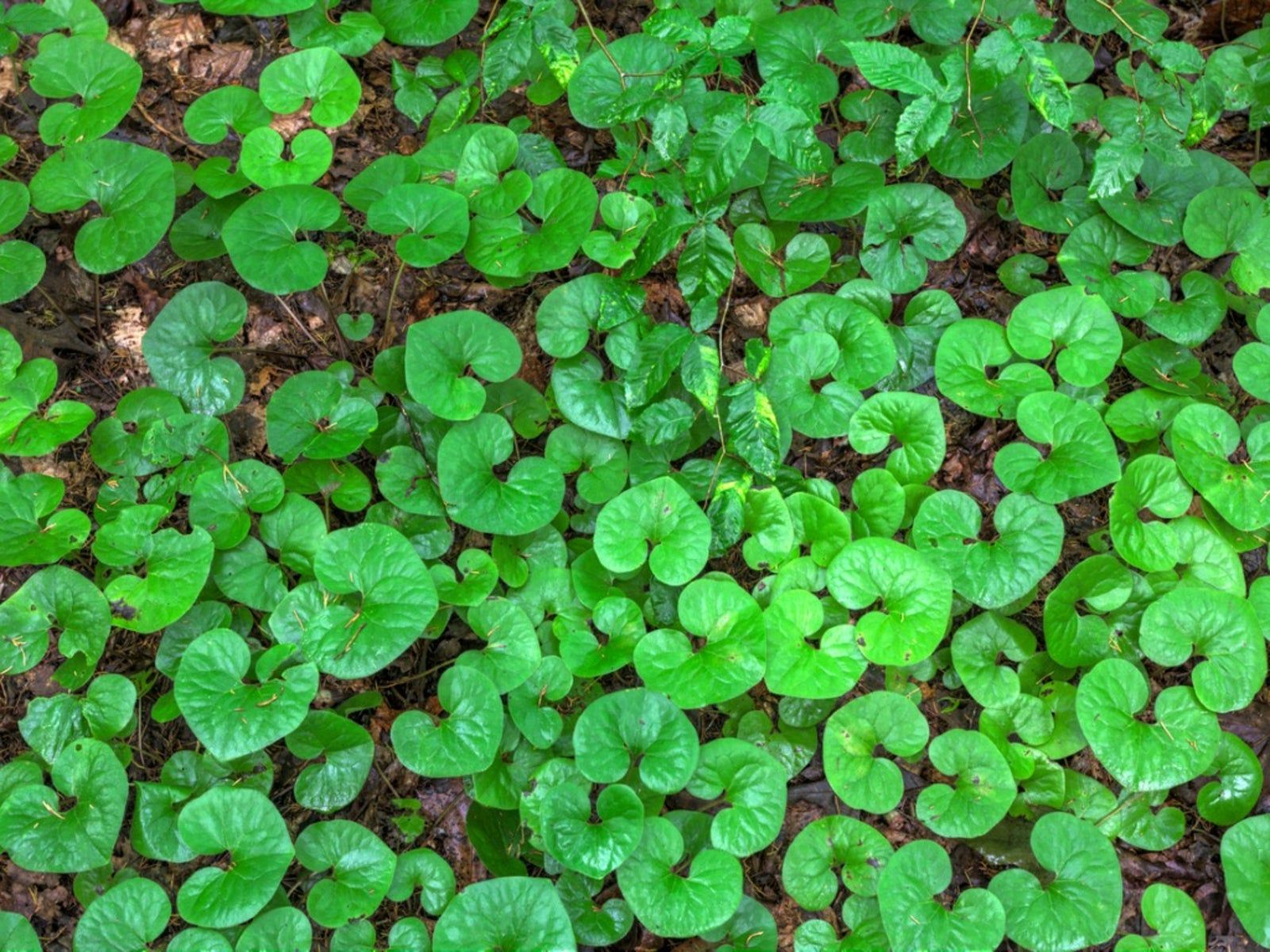 Growing Wild Ginger - Can You Grow Ginger Plants In The Wild ...