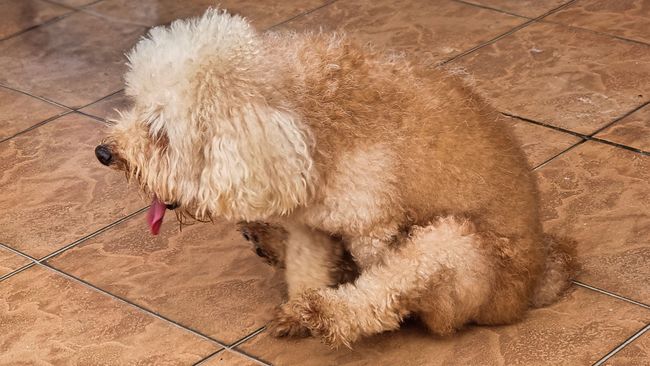 Trainer shares 4 simple reasons why your dog is scooting | PetsRadar