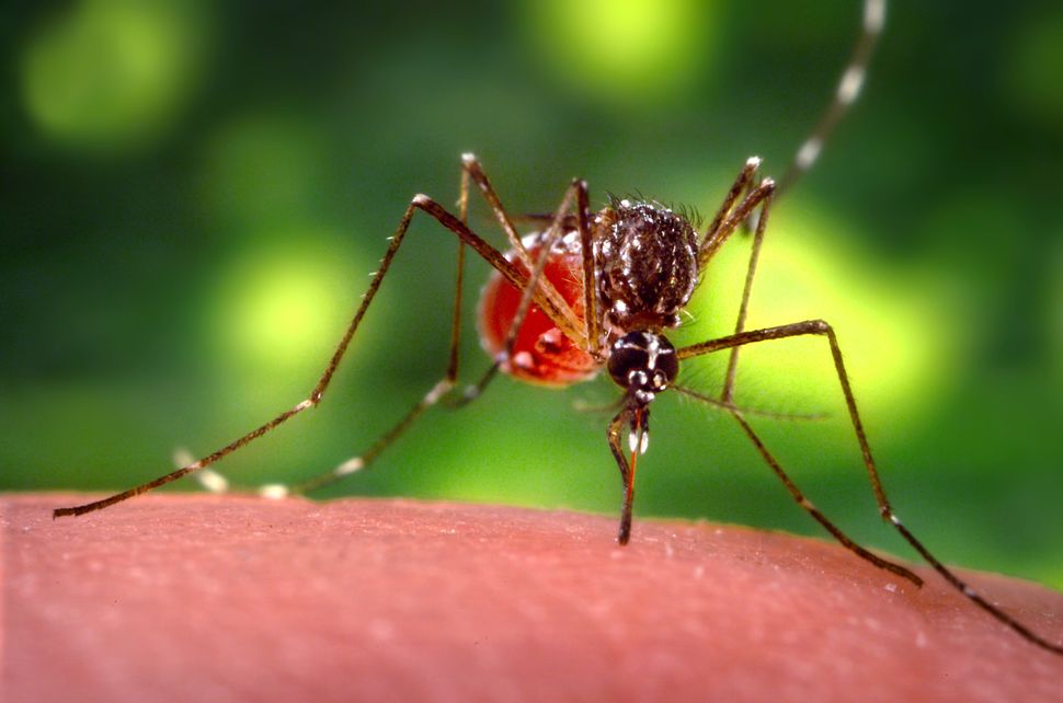 In Zika-Affected Countries, Travel to High Altitudes Poses Little Risk ...
