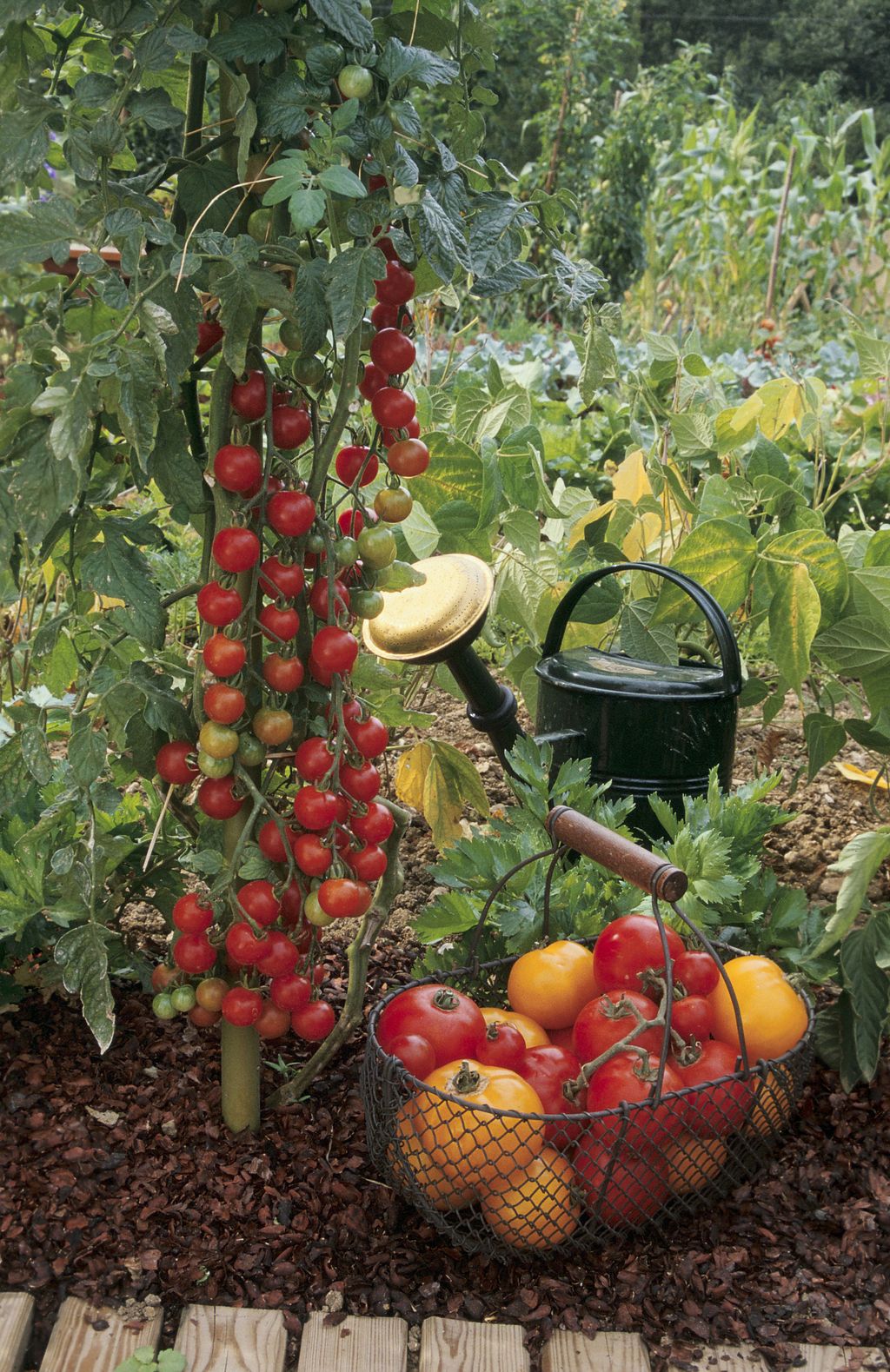 These top tips for companion planting will change the way you garden ...